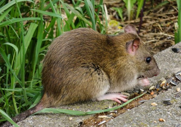 Rats - Pest Relief Operations